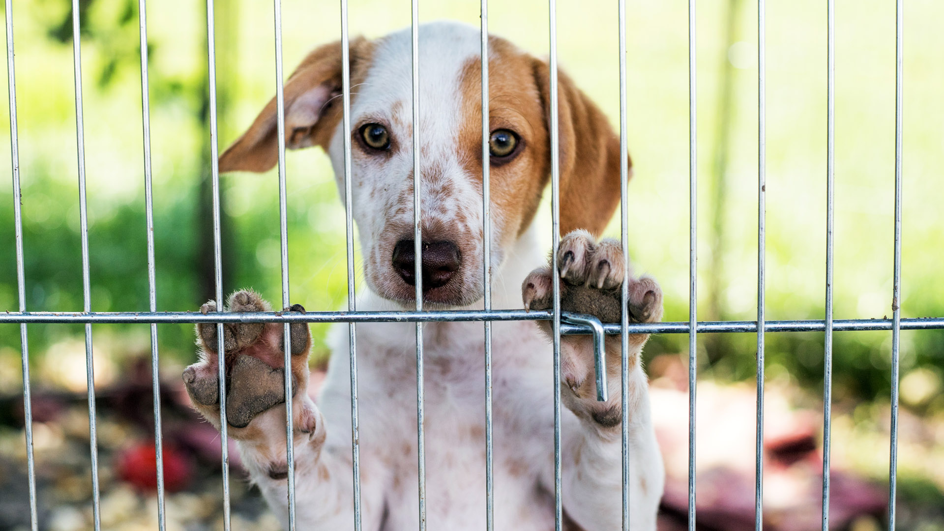 World Spay Day - Zignature