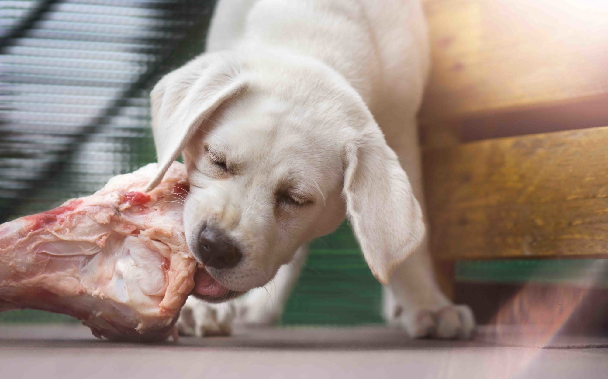 Top Reasons to go "Meat First" - Zignature Food For Dogs